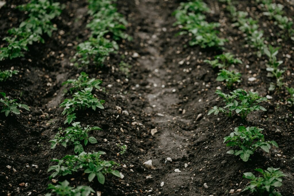 When to Feed Your Soil Biology – and Why Timing Matters - Sea2Soil